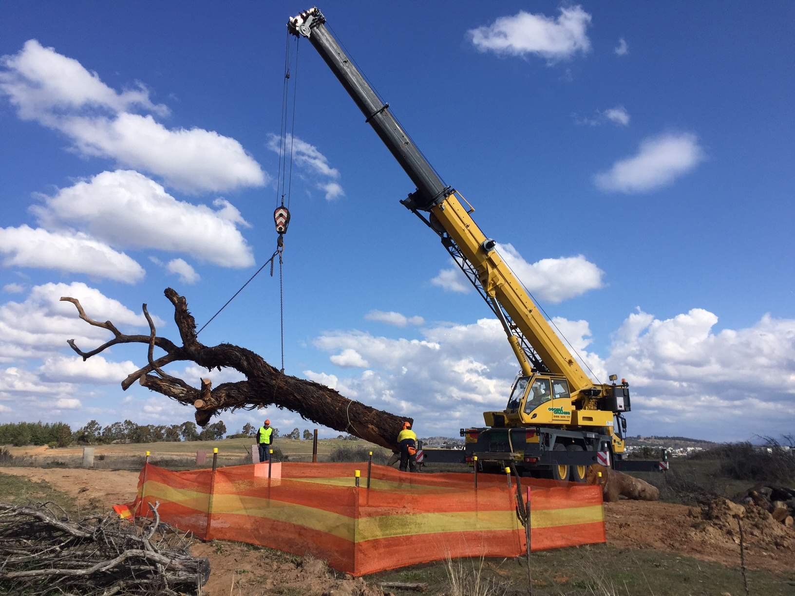 160yo dead yellow box tree moves across Canberra to 'artificial forest ...