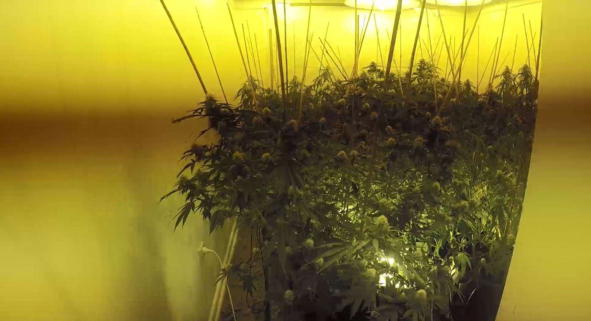 Inside the crop house - ABC News