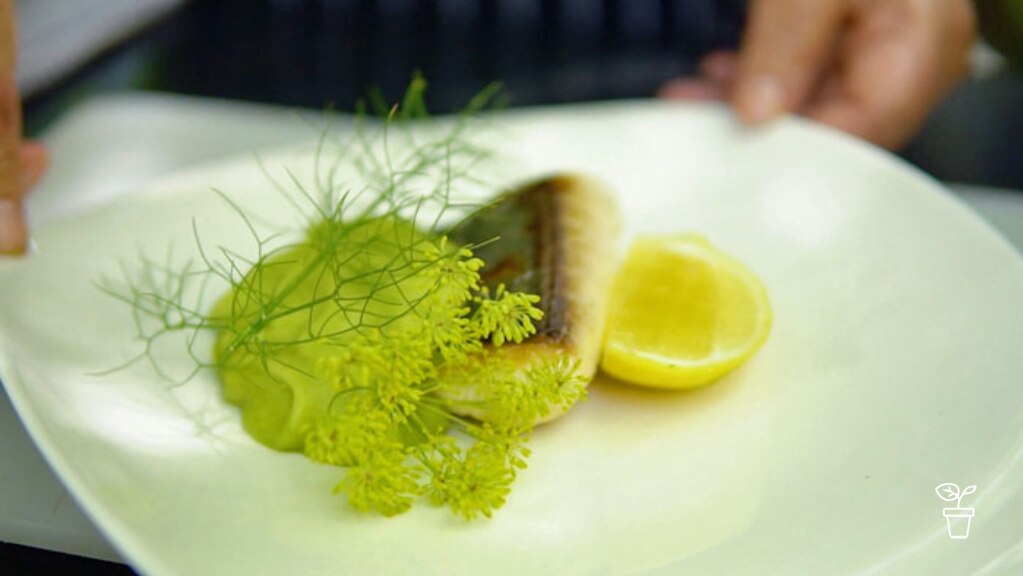 Fish in Fennel 'Sabayon' Recipe - Gardening Australia