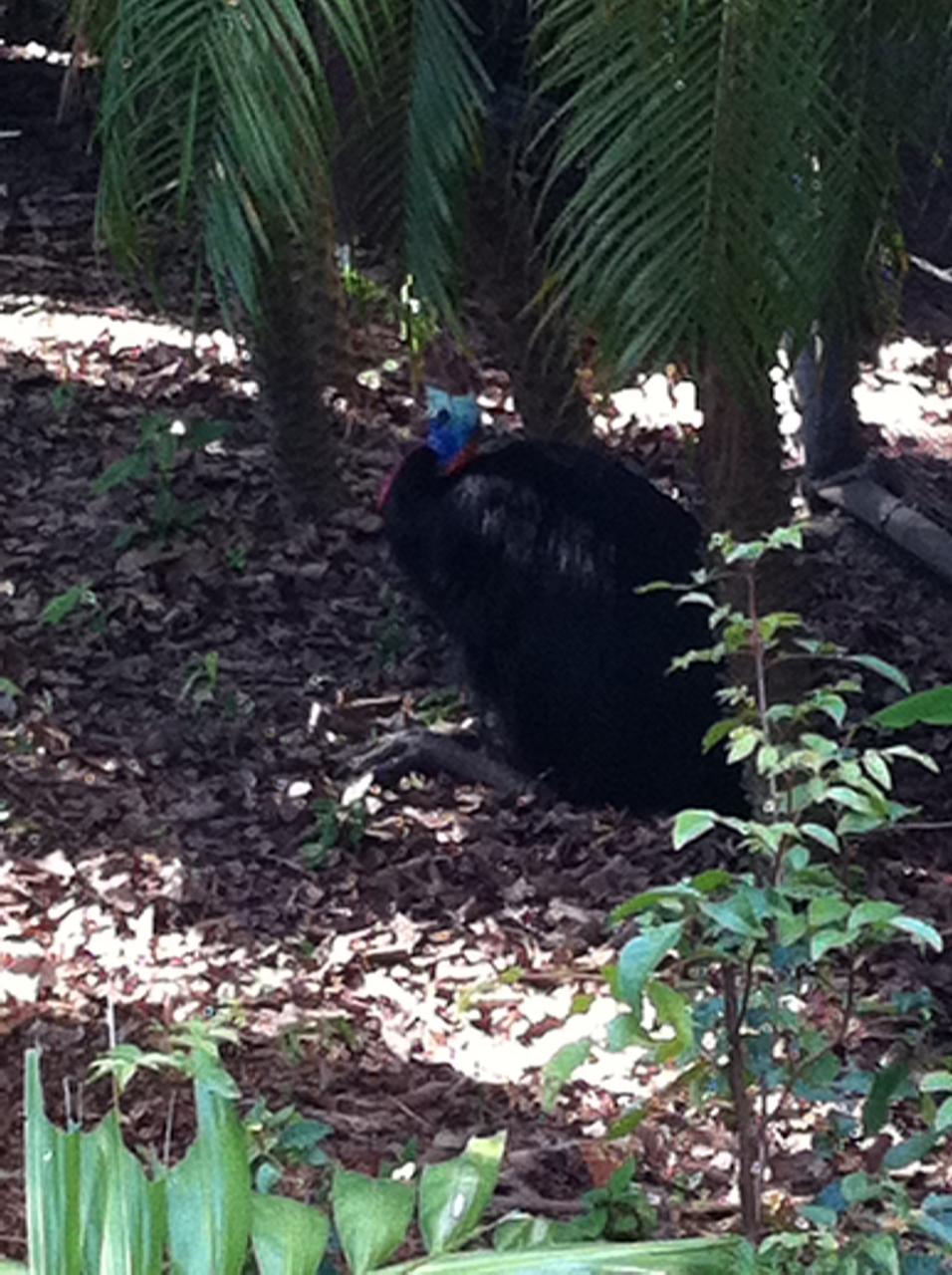 Zoo to breed endangered cassowaries - ABC News