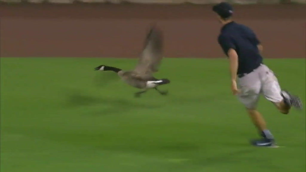 Goose gets loose during LA Angels, Detroit Tigers baseball game - ABC News