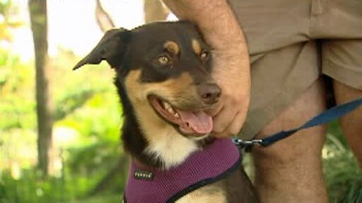 Dog cheats death in crocodile attack - ABC News