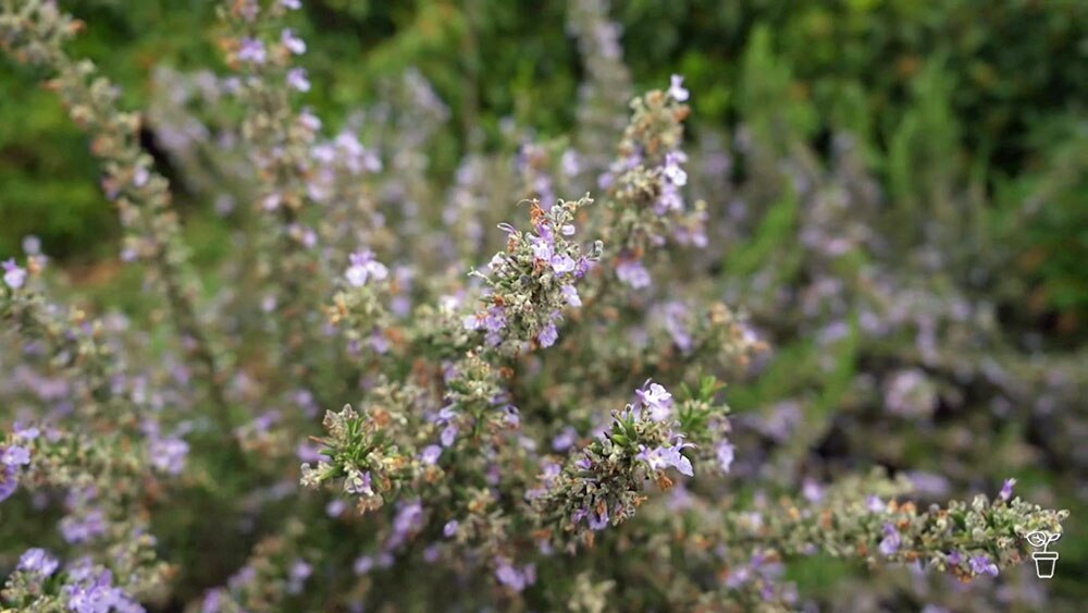 FAQs - Rosemary | Potting mix use-by | Strange plants - Gardening Australia