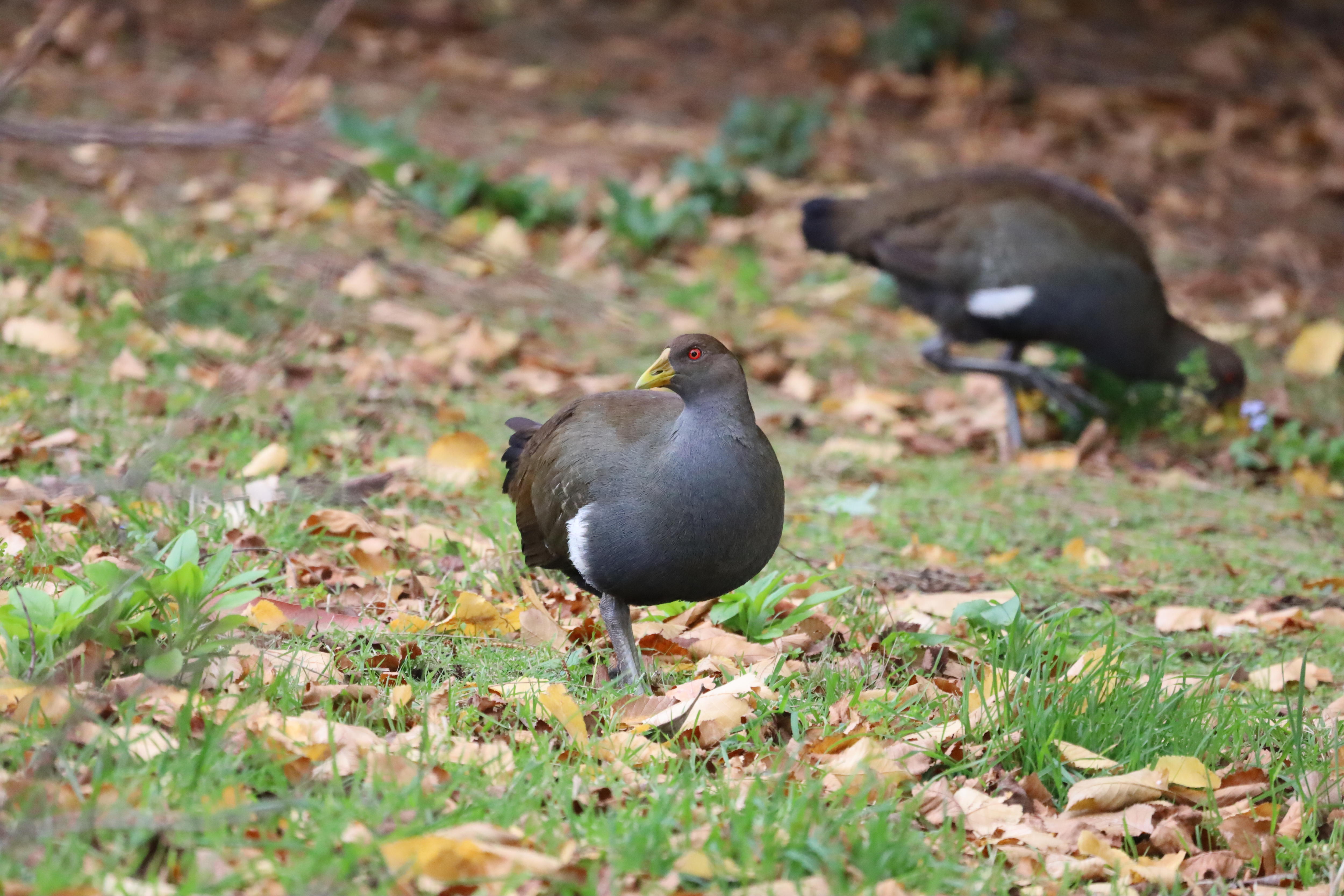 Native hens or 'turbo chooks' largely immune from climate change ...