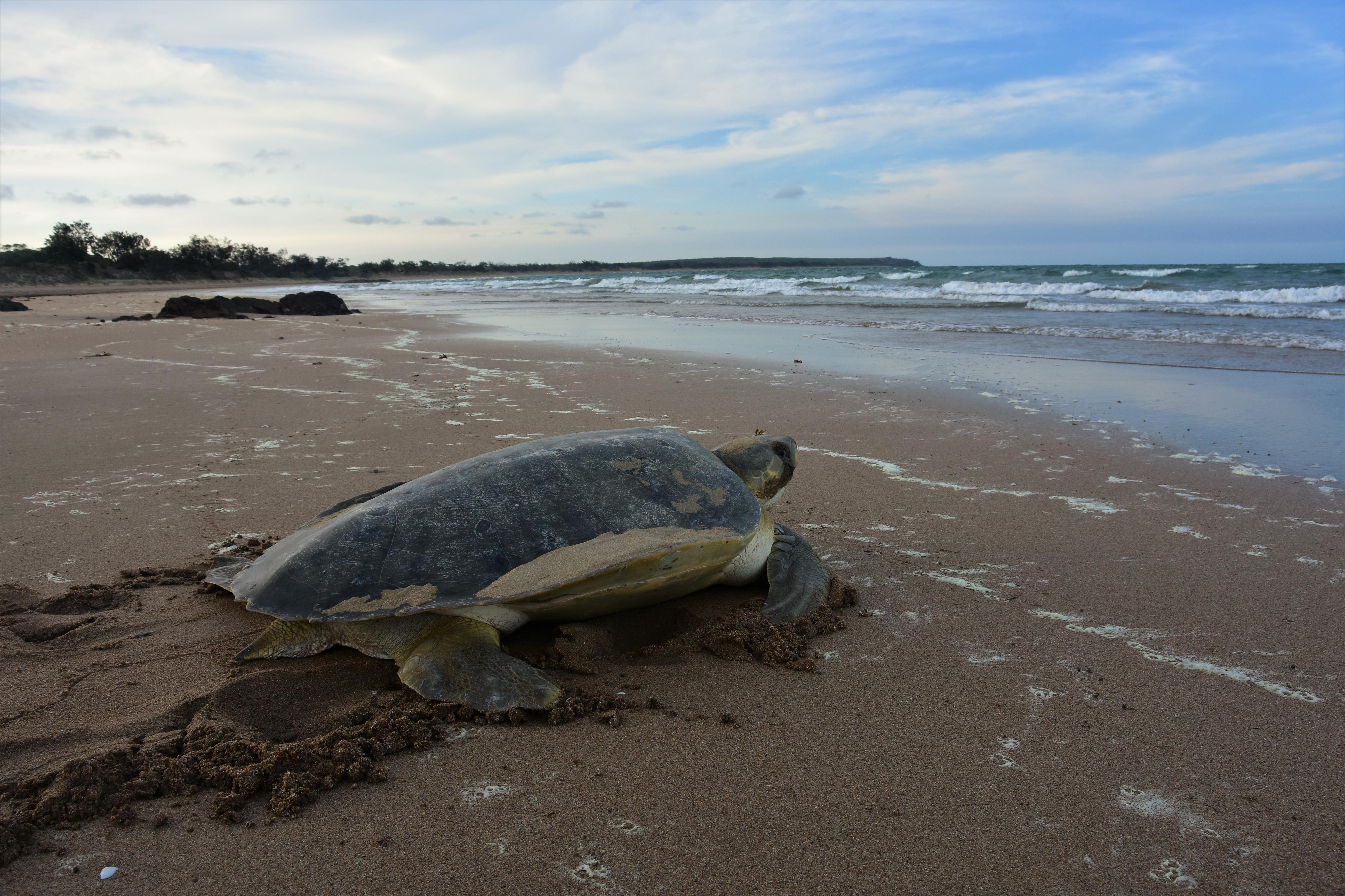 Turtle nesting populations increase on Curtis Island, while report ...