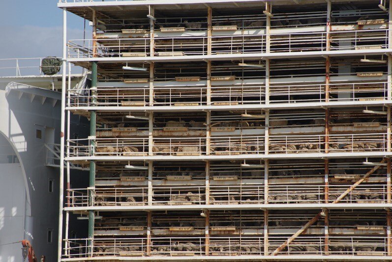 60,000 sheep remain in limbo as Emanuel live export ban continues - ABC ...