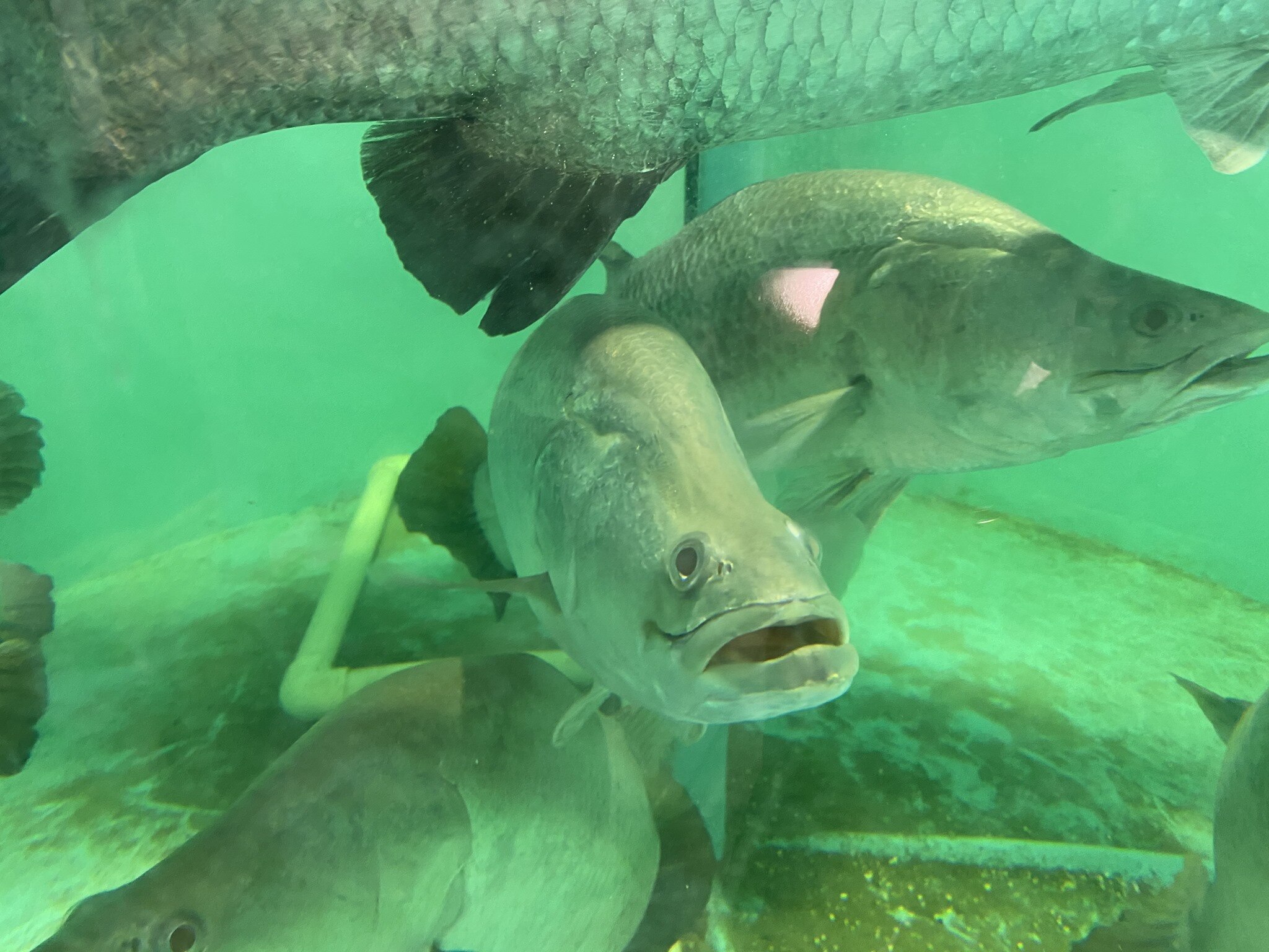 Karumba barramundi hatchery names best breeding fish in honour of Hazel ...