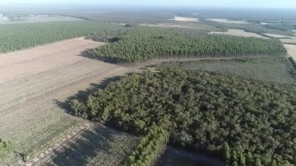 Blue gum plantations in Albany - ABC News