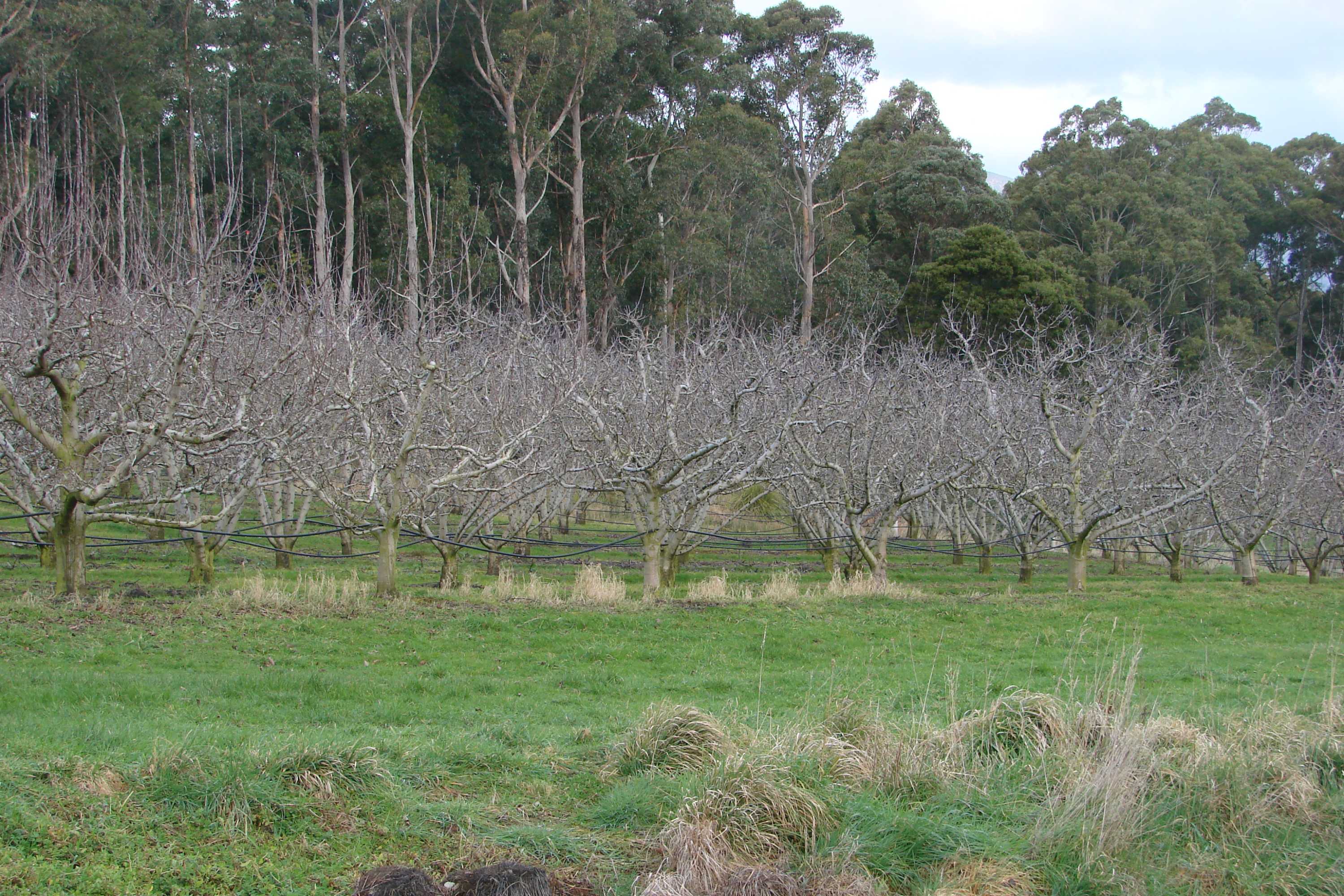Apple growers in Tasmania meet with peak body to discuss the industry ...