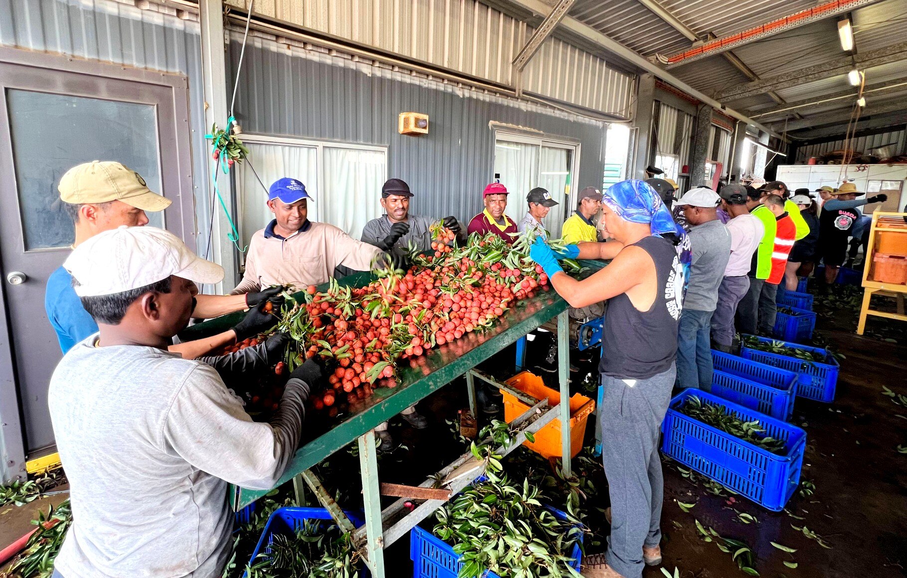 Australian lychee season extends further into summer due to unseasonal ...