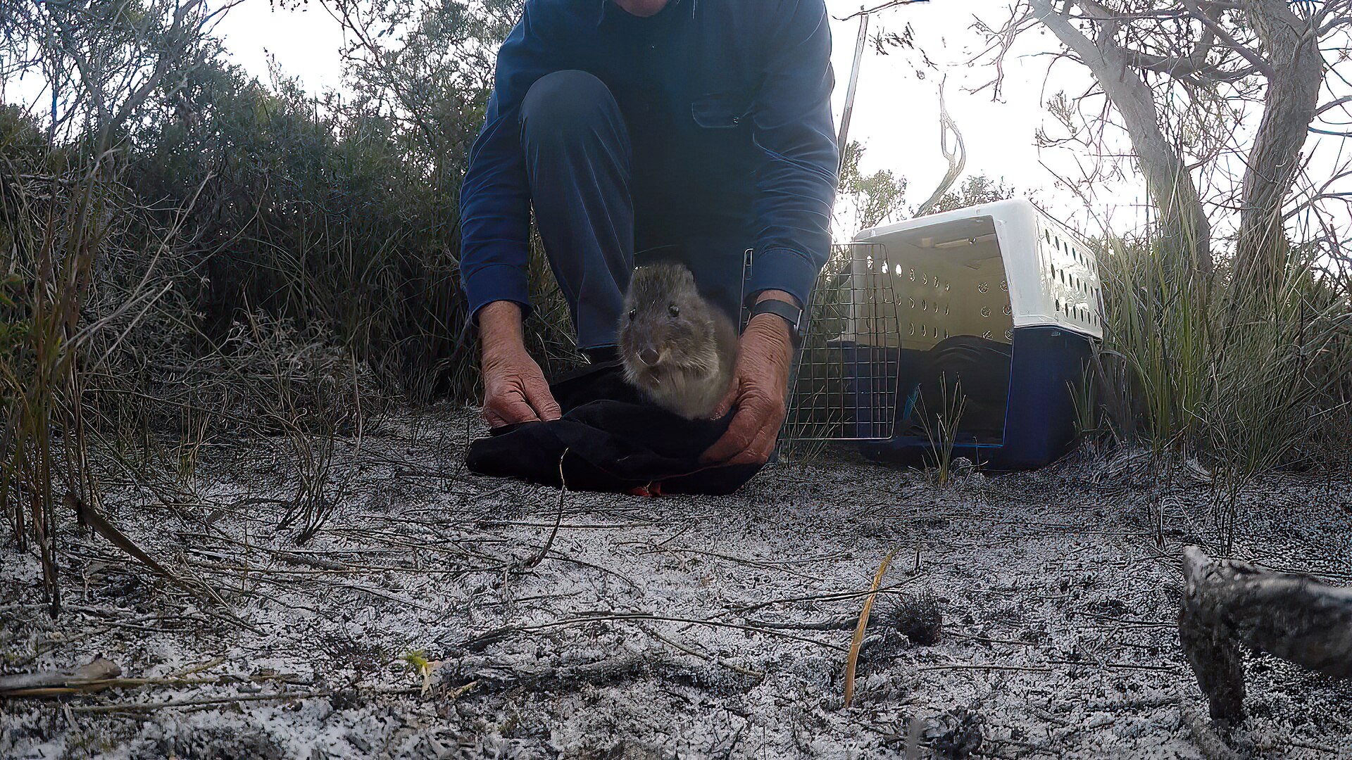 Gilbert's potoroo, world's rarest marsupial, released back into ...
