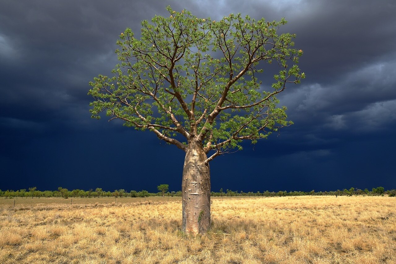 Curious Kimberley: Scientists disagree how boab trees got to Australia ...