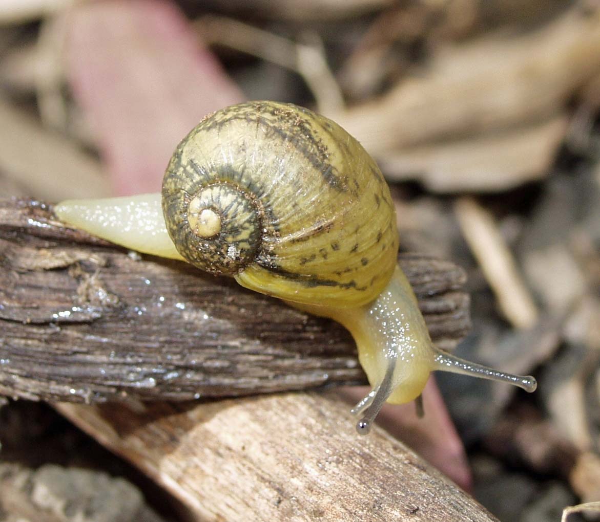 New Japanese facial treatment: Slime from live snails - ABC News