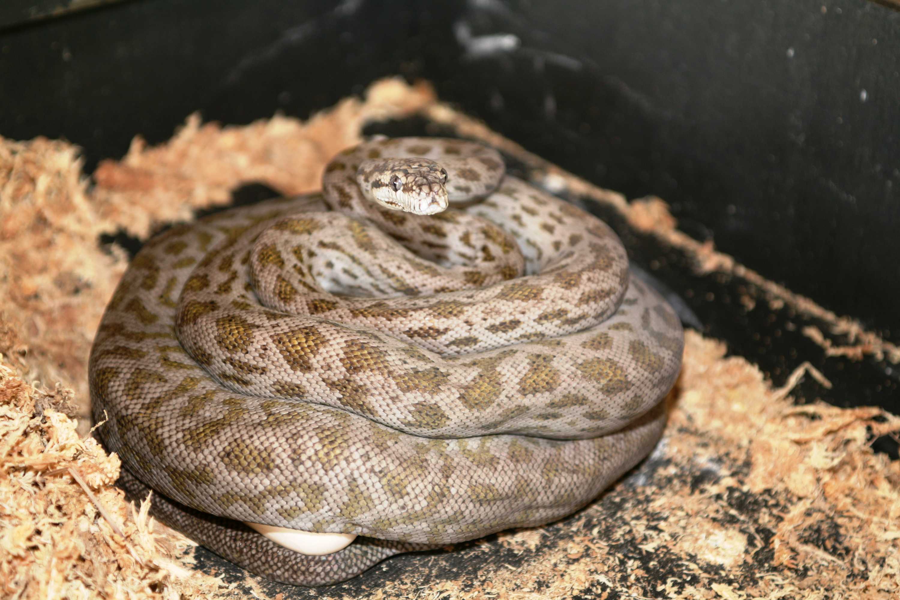 Frozen feral doves trucked to Darwin to feed endangered Top End python ...