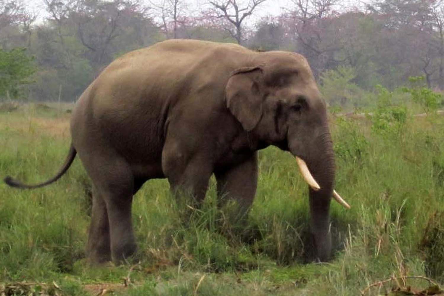 Nepalese elephant on cross-border killing rampage - ABC News