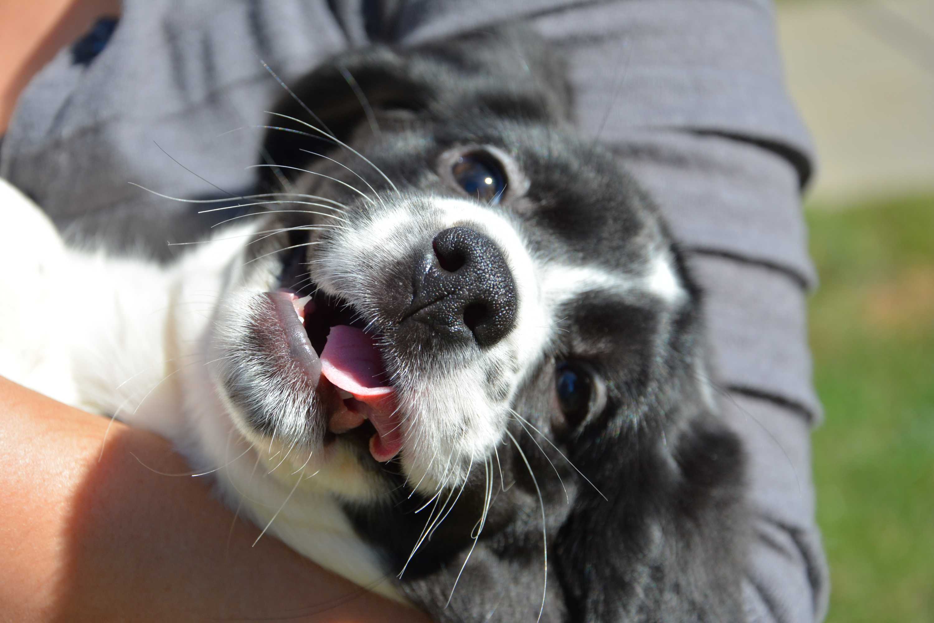 Scientists breed litter of puppies using IVF - ABC News