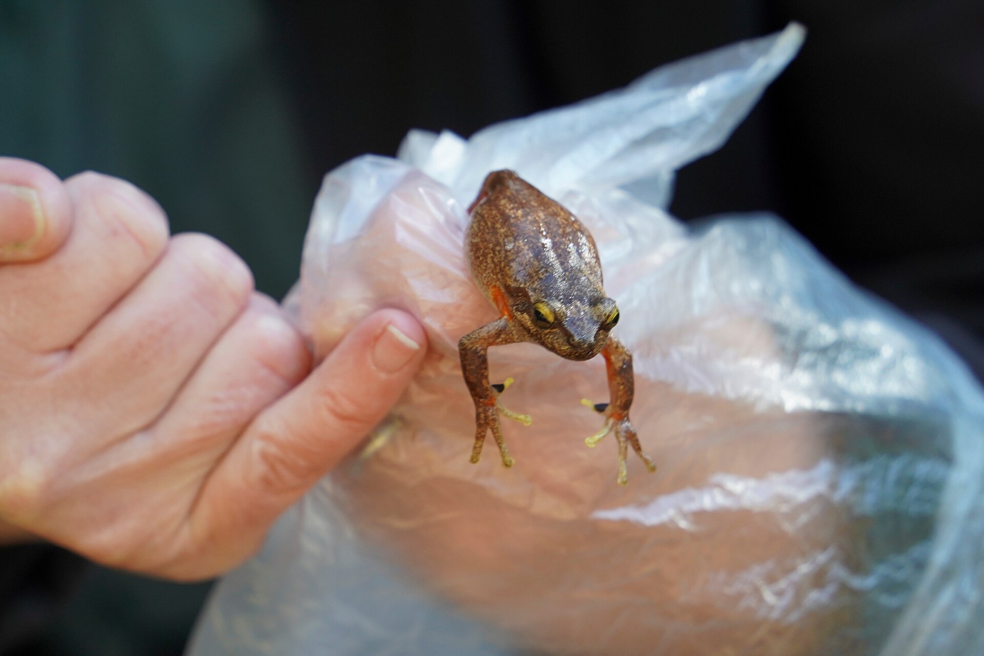 Scientists, volunteers push to save frogs using cryopreservation - ABC News