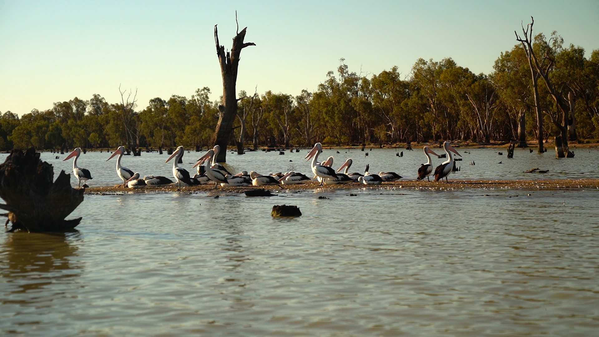 Lake Cargelligo's healthy community and ecosystem give praise for ...
