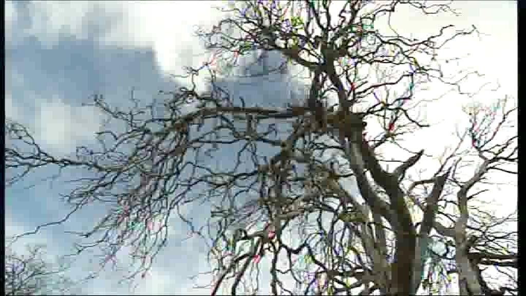 Gum trees face extinction - ABC News