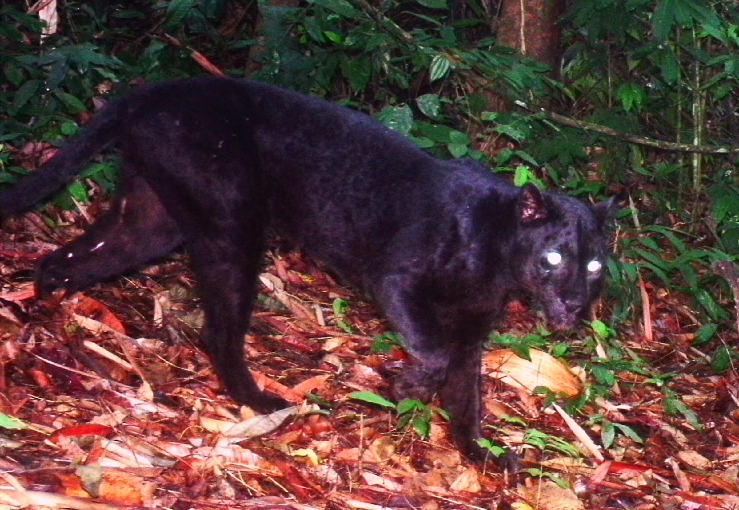 Tycoon who ate Thai black leopard plans to build highway through ...