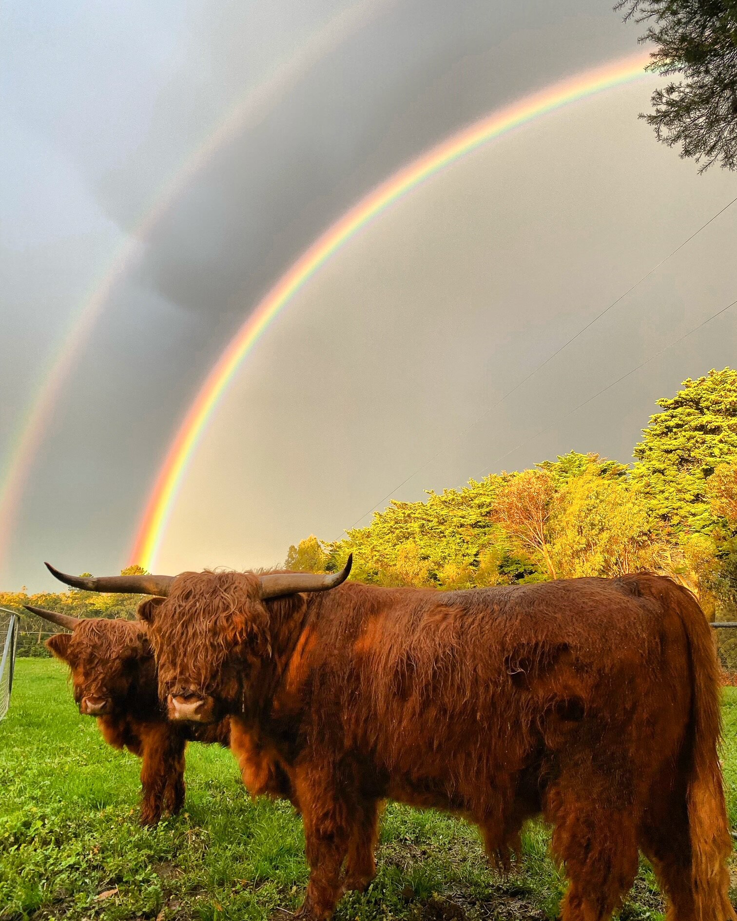 Gorae's Buck Palmer had lived with cattle for 30 years but his first ...