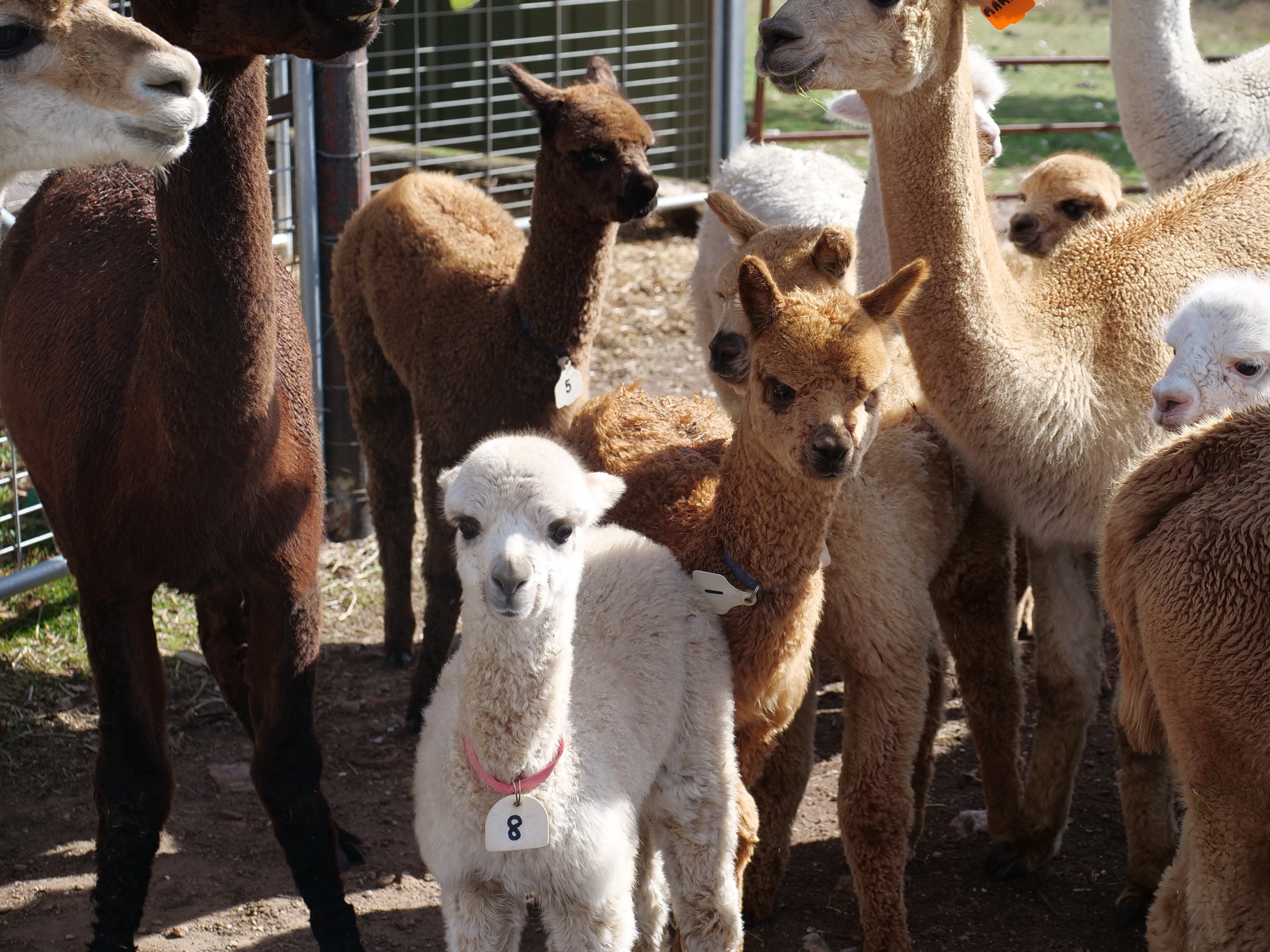 SA Country Hour with Cassandra Hough - ABC listen