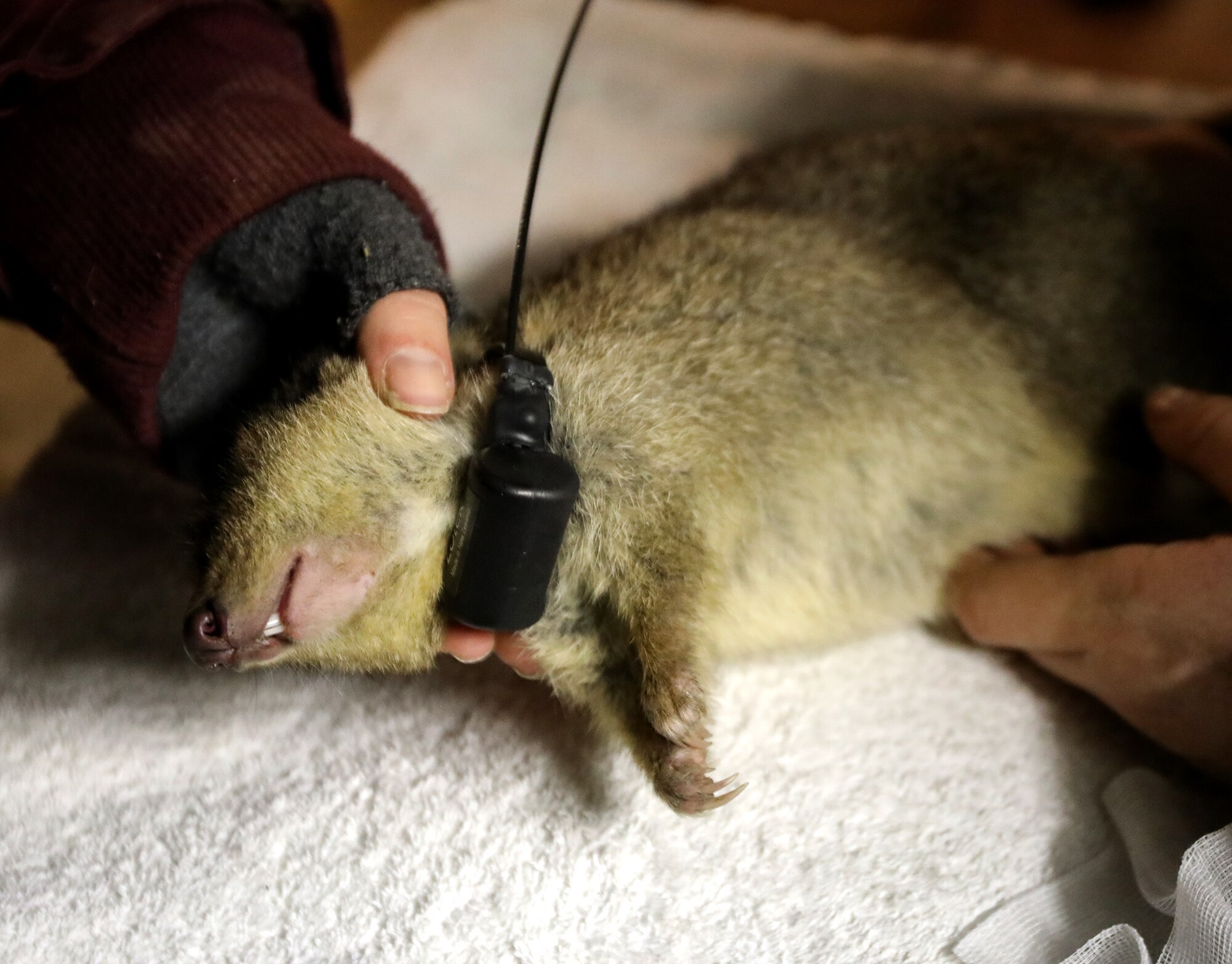 Brush-tailed bettongs re-introduced to South Australian mainland after ...