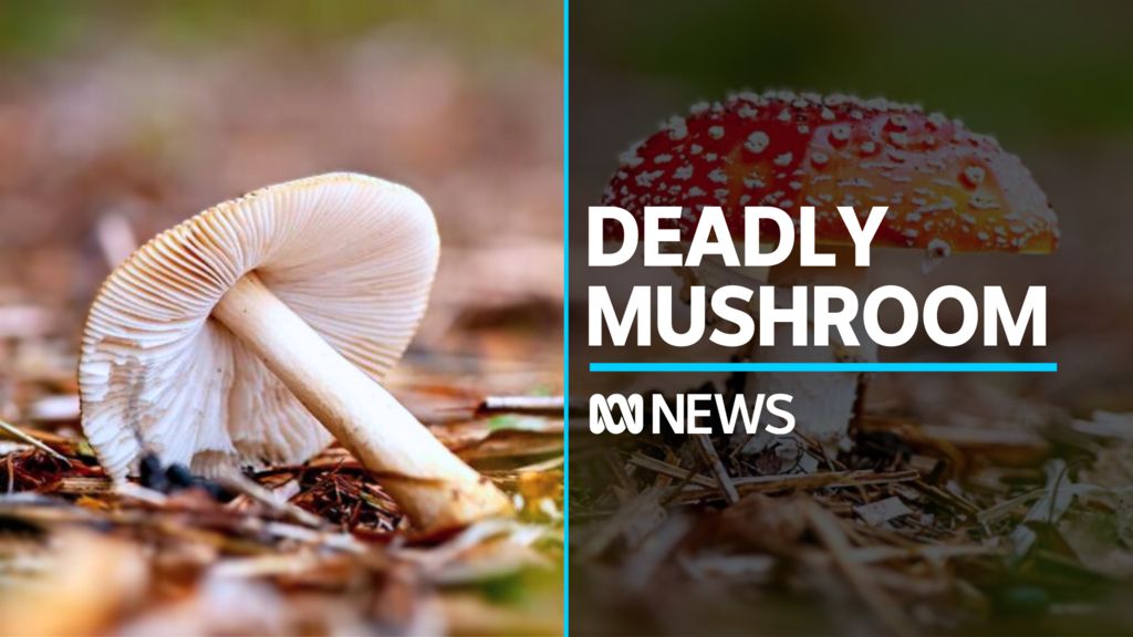 Man fighting for life after being poisoned by mushrooms - ABC News