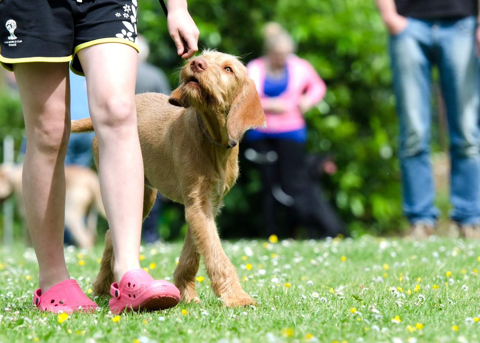 Talkback: our dog park relationships - ABC listen
