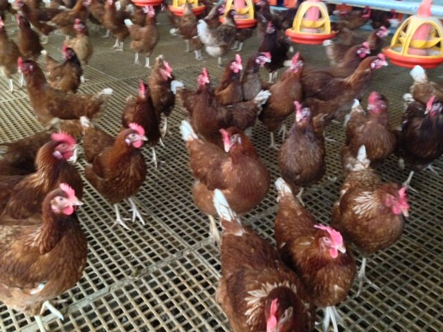South Australia's largest egg producer set to expand production by 70 ...