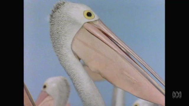 Our Animals: Hello pelicans! - ABC Education