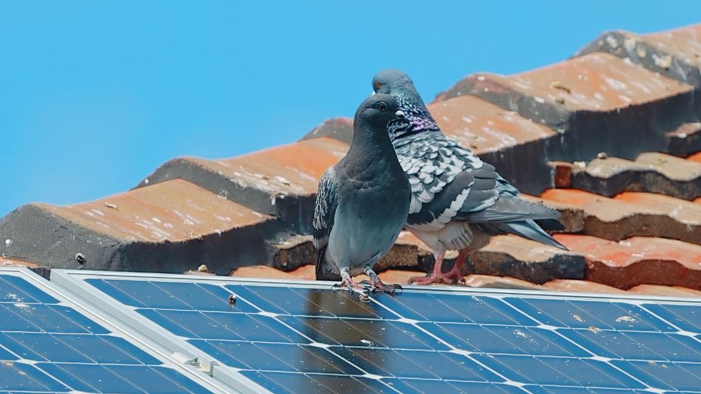 Curbing the Pigeon Population - ABC News