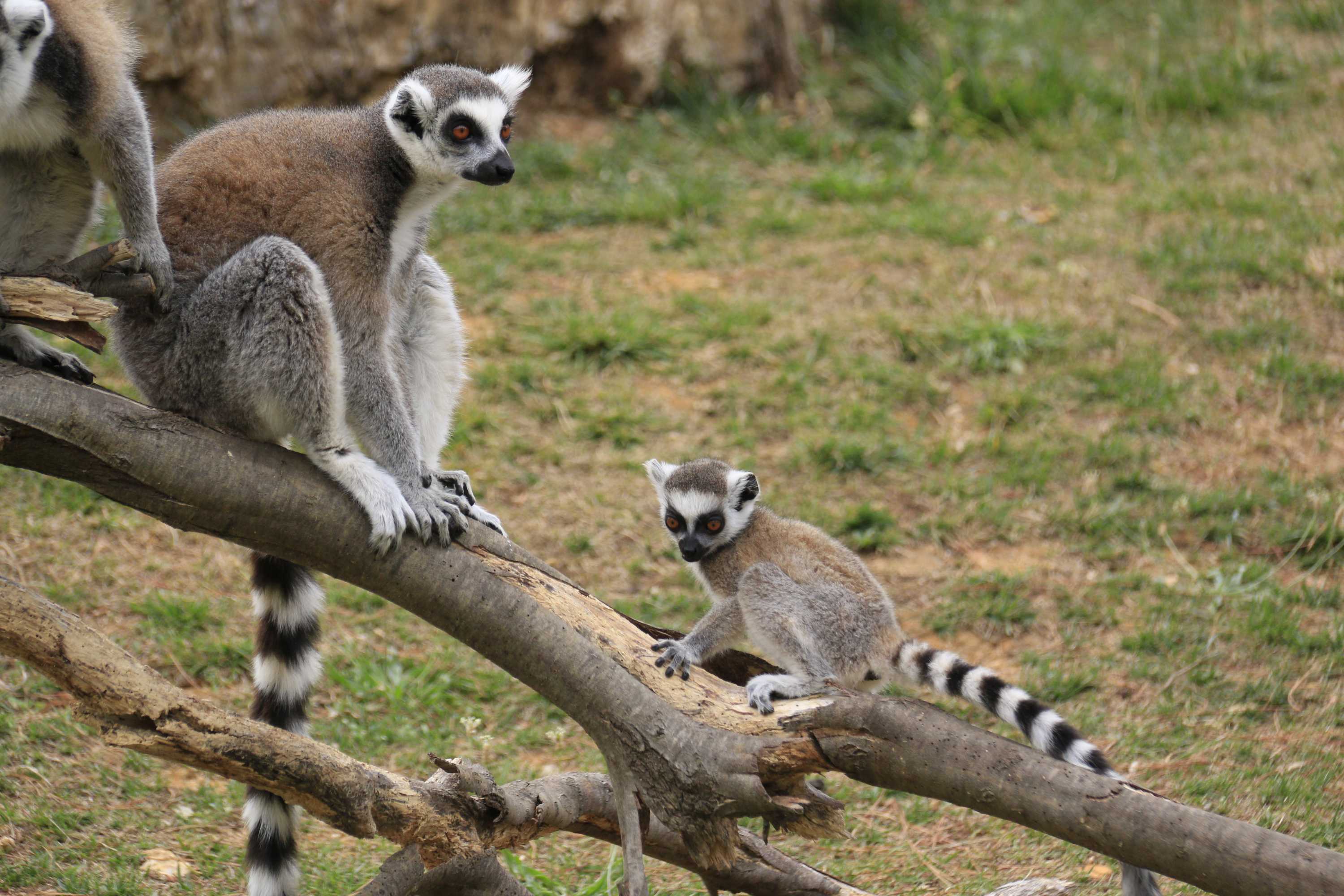 Baby lemur reunited with parents at the National Zoo - ABC News