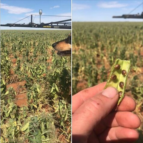 Dry September - ABC listen