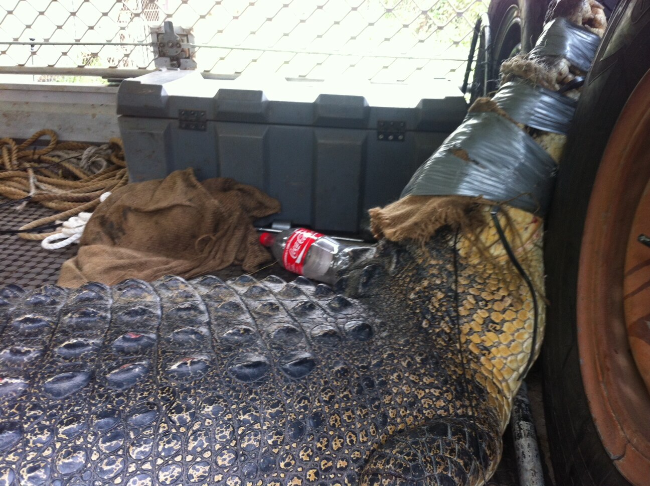 Croc trap nets 3.4 metre beast in rural area - ABC News