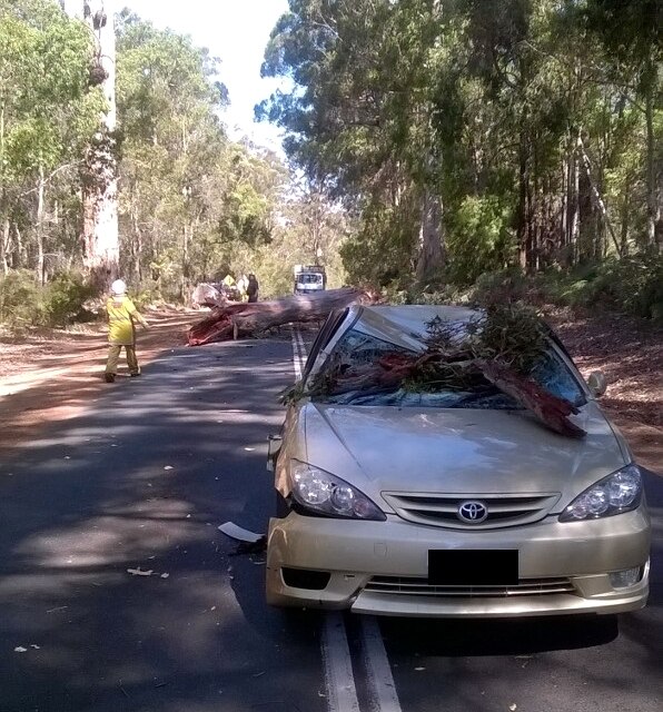 Tree crushes car on South Western Highway, driver escapes with minor ...