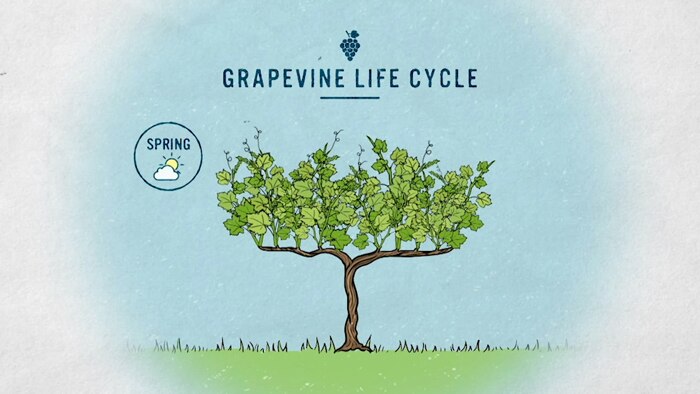 Pruning and Training Grapes - Gardening Australia