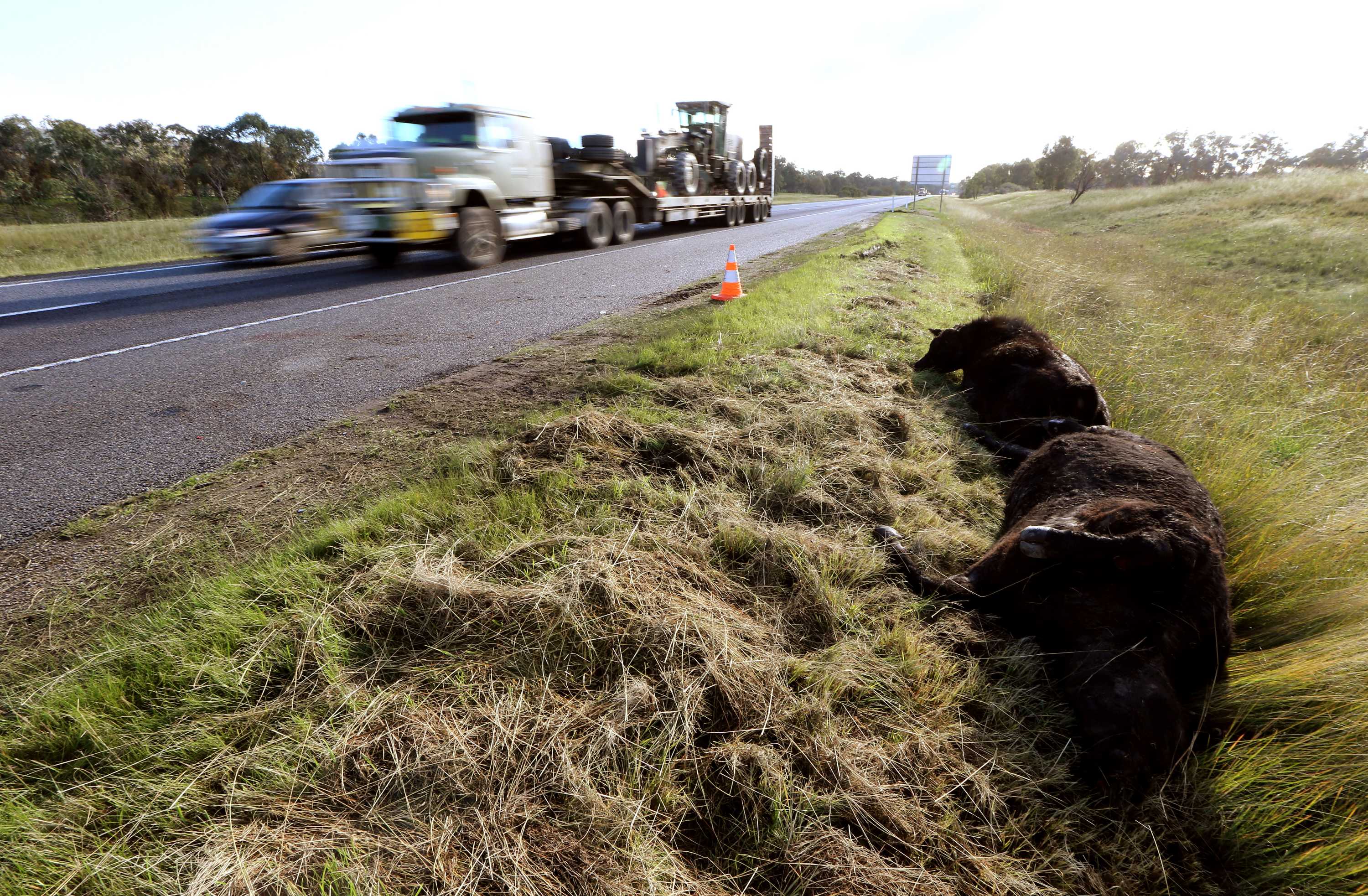 Person 'deliberately opened gates' to let cattle onto Hume Freeway ...