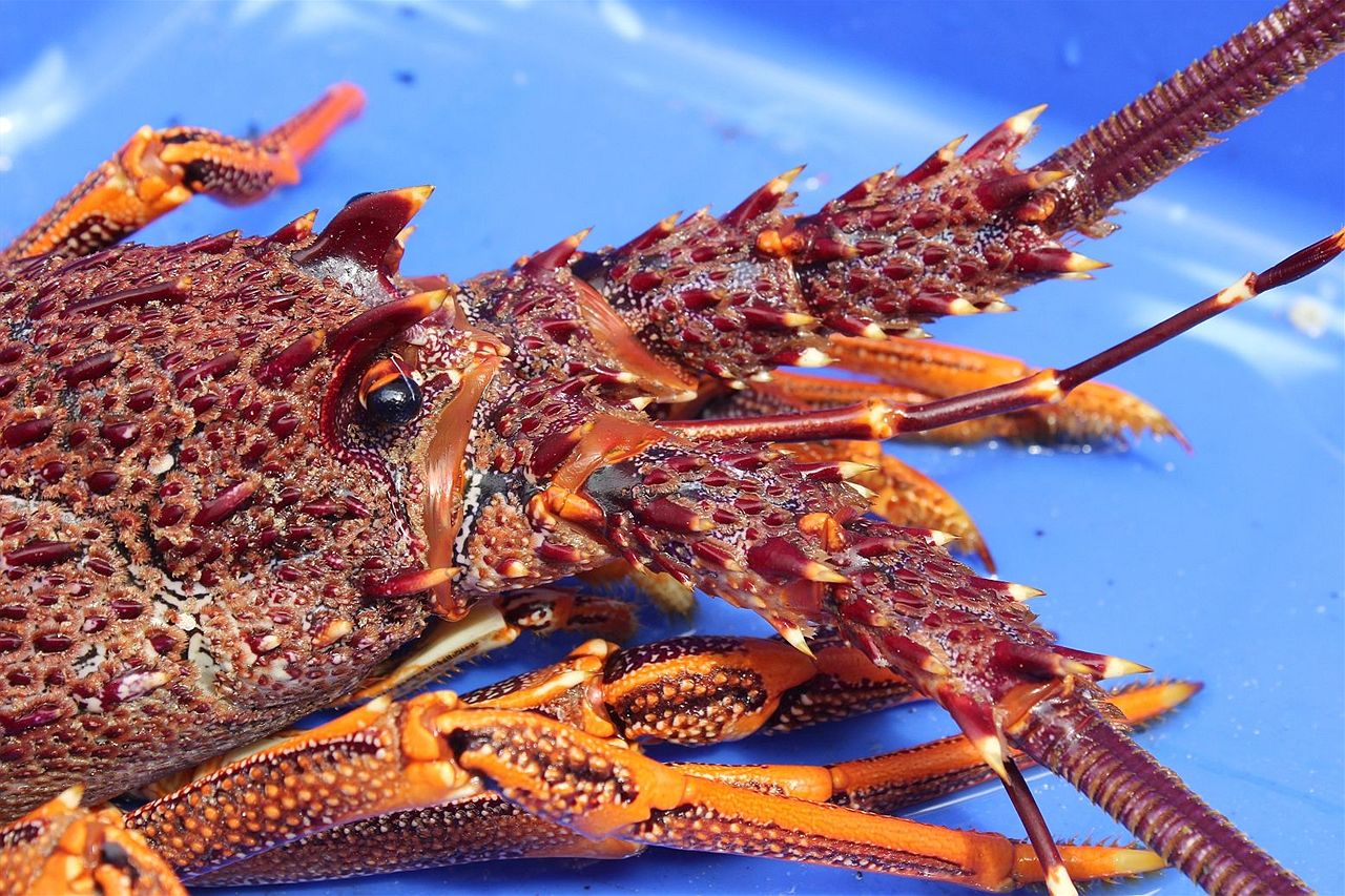 Lucky lobster fishers - ABC News