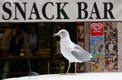 Why seagulls move into your suburb - ABC listen