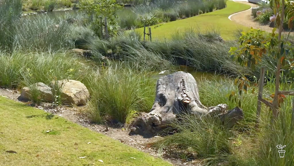 Dream Drain - Gardening Australia