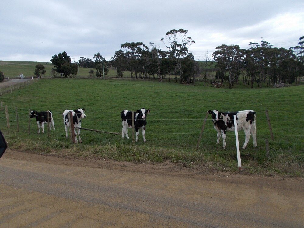 Bobby Calf warning from Dairy Australia - ABC listen