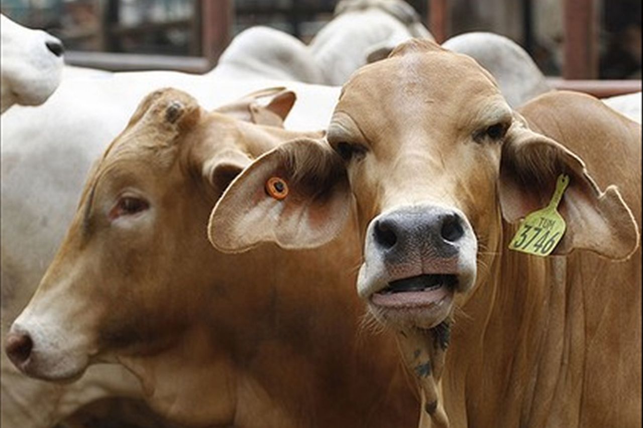 Bovine Johne's Disease assistance money doubled by Queensland ...