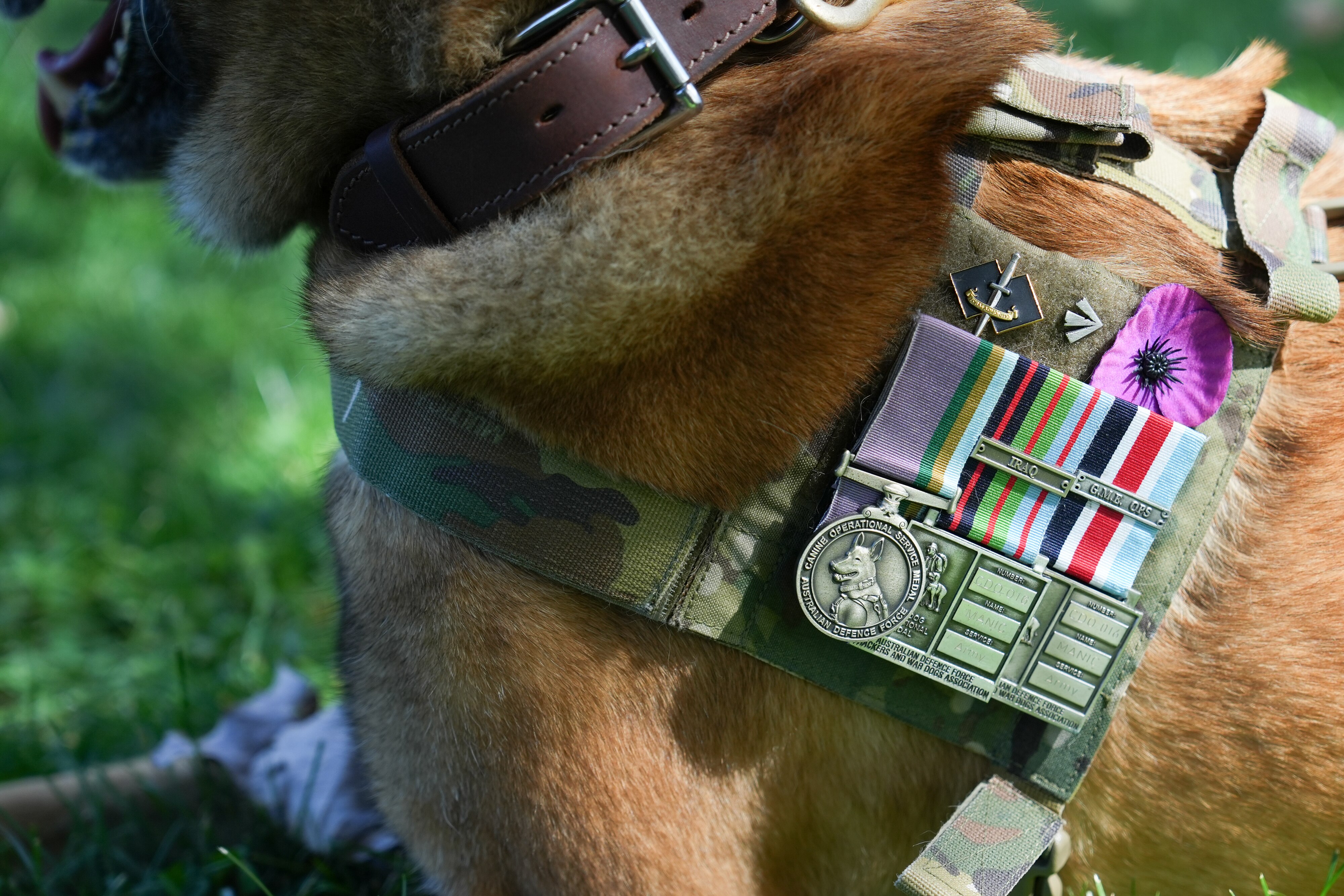 Retired military service dogs Manic and Aslan receive Australian Animal ...