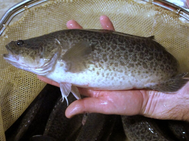 Murray Cod farm plans exports to Asia - ABC News