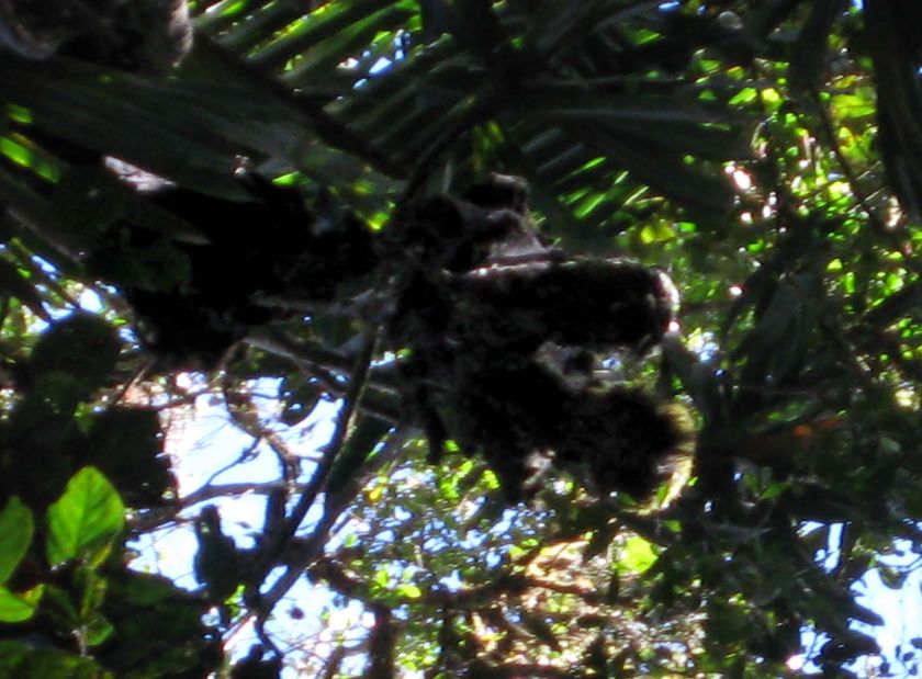 Supposed WWII skeleton found dangling above Kokoda Track - ABC News