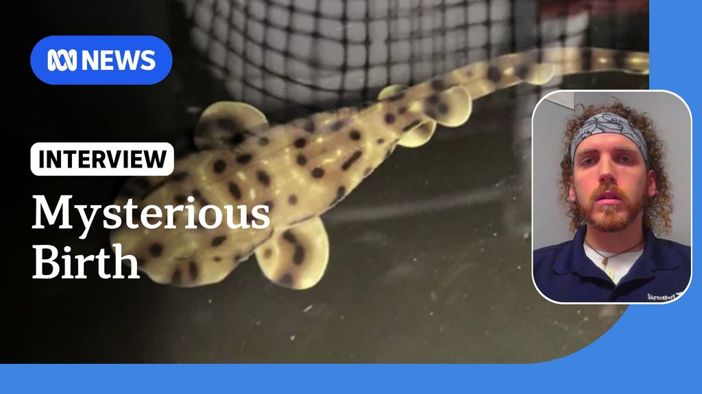 Baby swell shark hatches in an all-female aquarium tank - ABC News