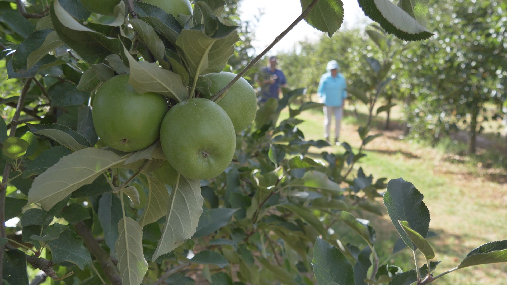 Sabrina Hahn says WA prison farm workers could fill agriculture ...