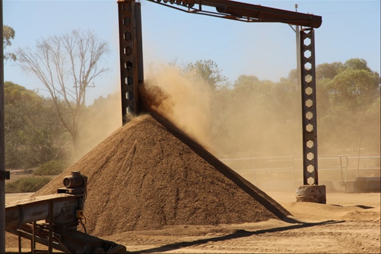 Almond waste getting popular as livestock feed - ABC News