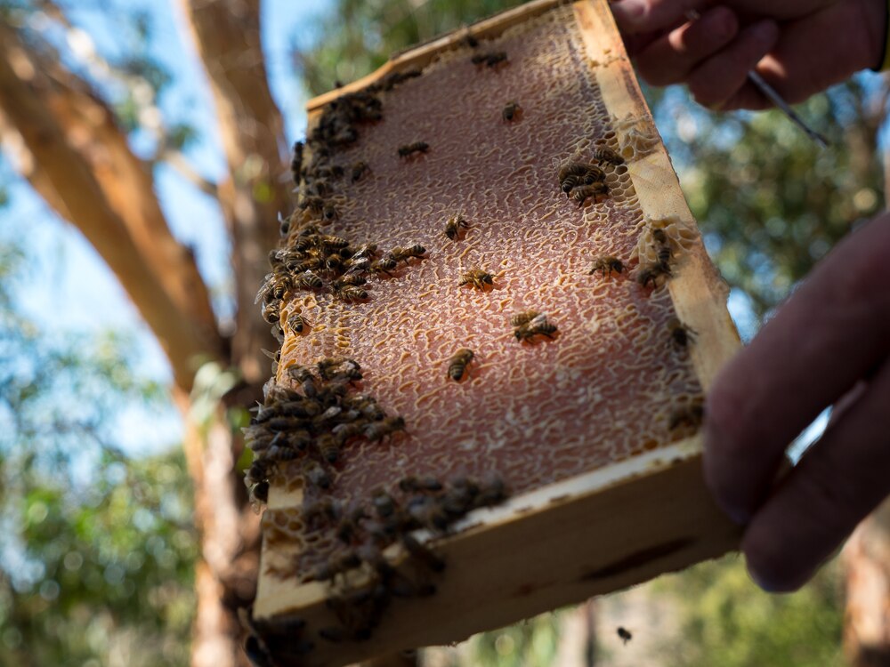 Beekeeping in the 'burbs: Adelaide Hills apiarist teaches city slickers ...